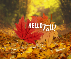 Blog – Jackie Layton